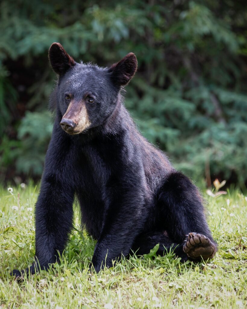 Native Wildlife in (Western) North Carolina: Mammals, Birds & Fish ...