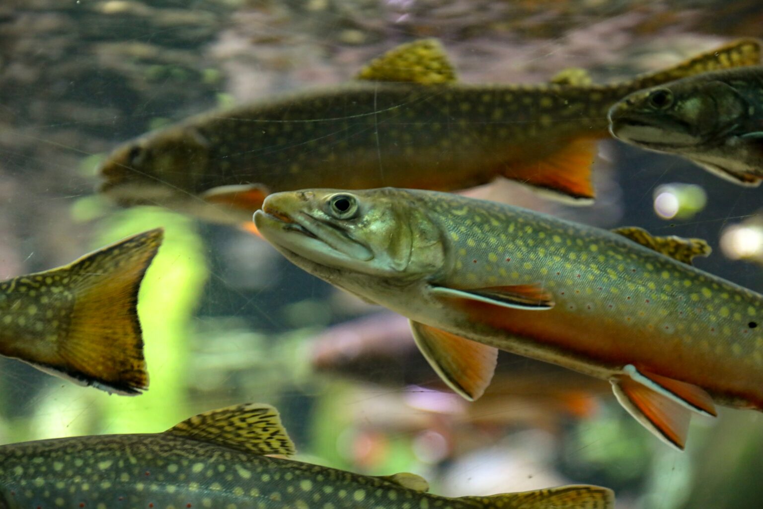 Native Wildlife in (Western) North Carolina: Mammals, Birds & Fish ...