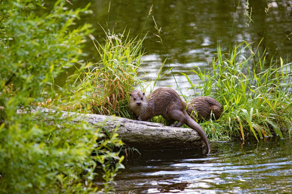 Native Wildlife in (Western) North Carolina: Mammals, Birds & Fish ...