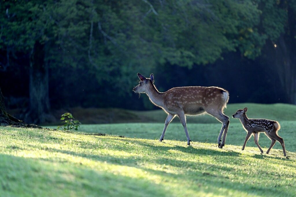Native Wildlife in (Western) North Carolina: Mammals, Birds & Fish ...